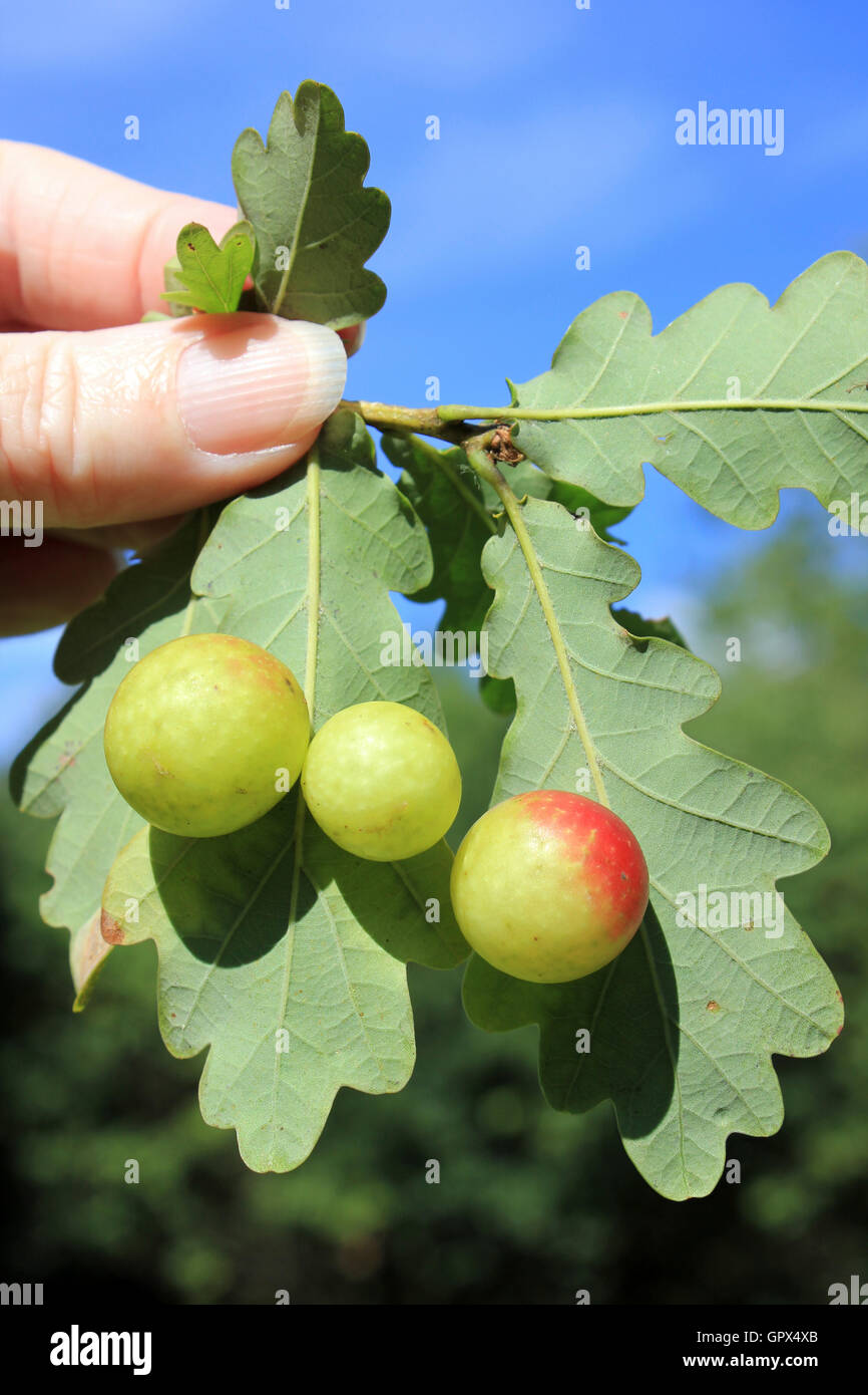 Oak Galls High Resolution Stock Photography and Images - Alamy