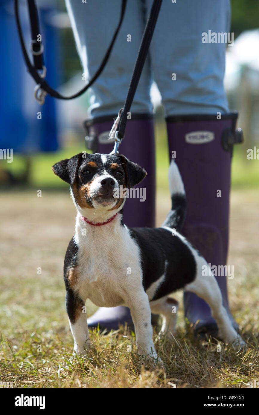 A small terrier type dog starining on his lead with it's owner in the ...
