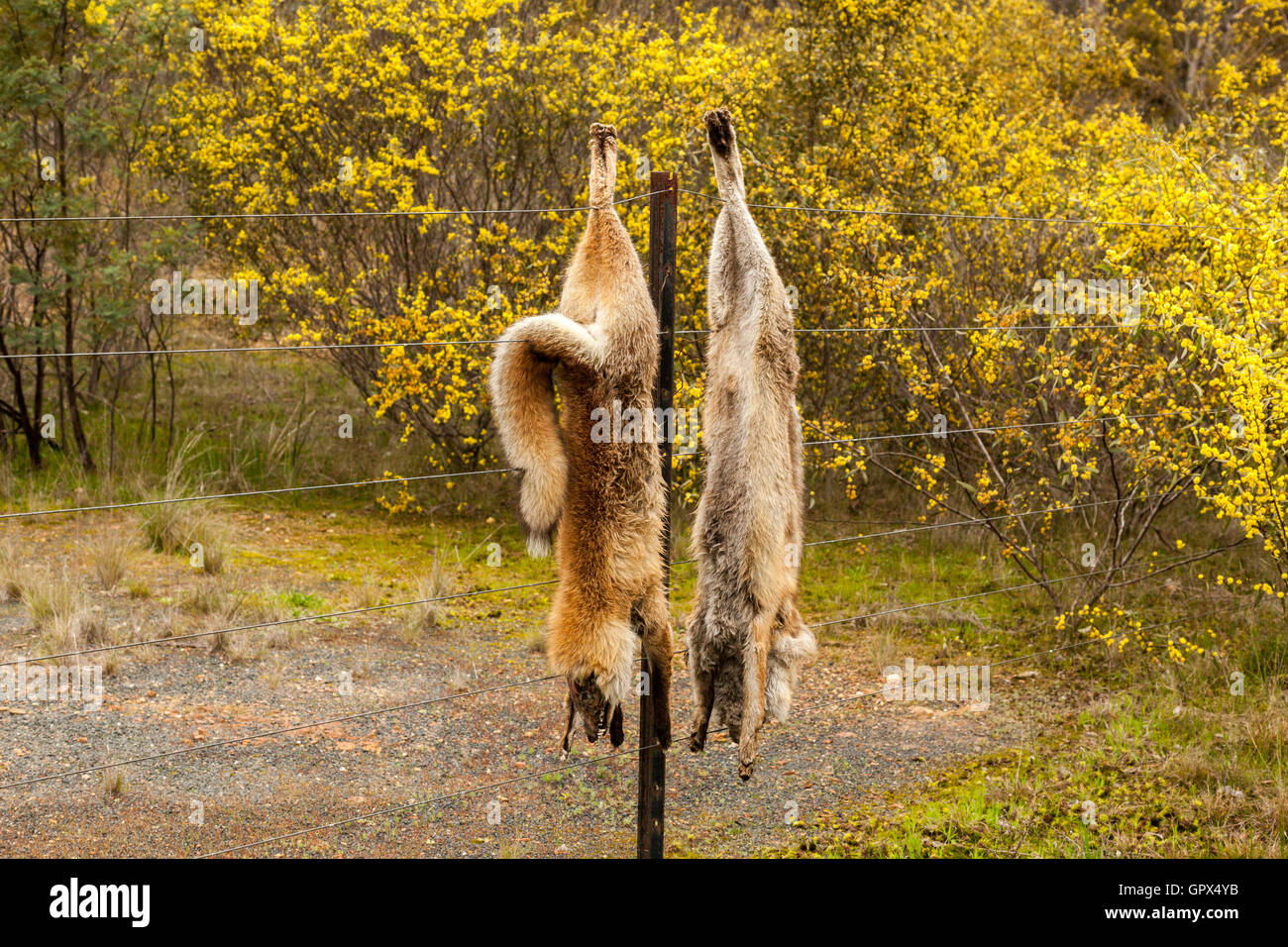 Brown foxes hi-res stock photography and images - Alamy