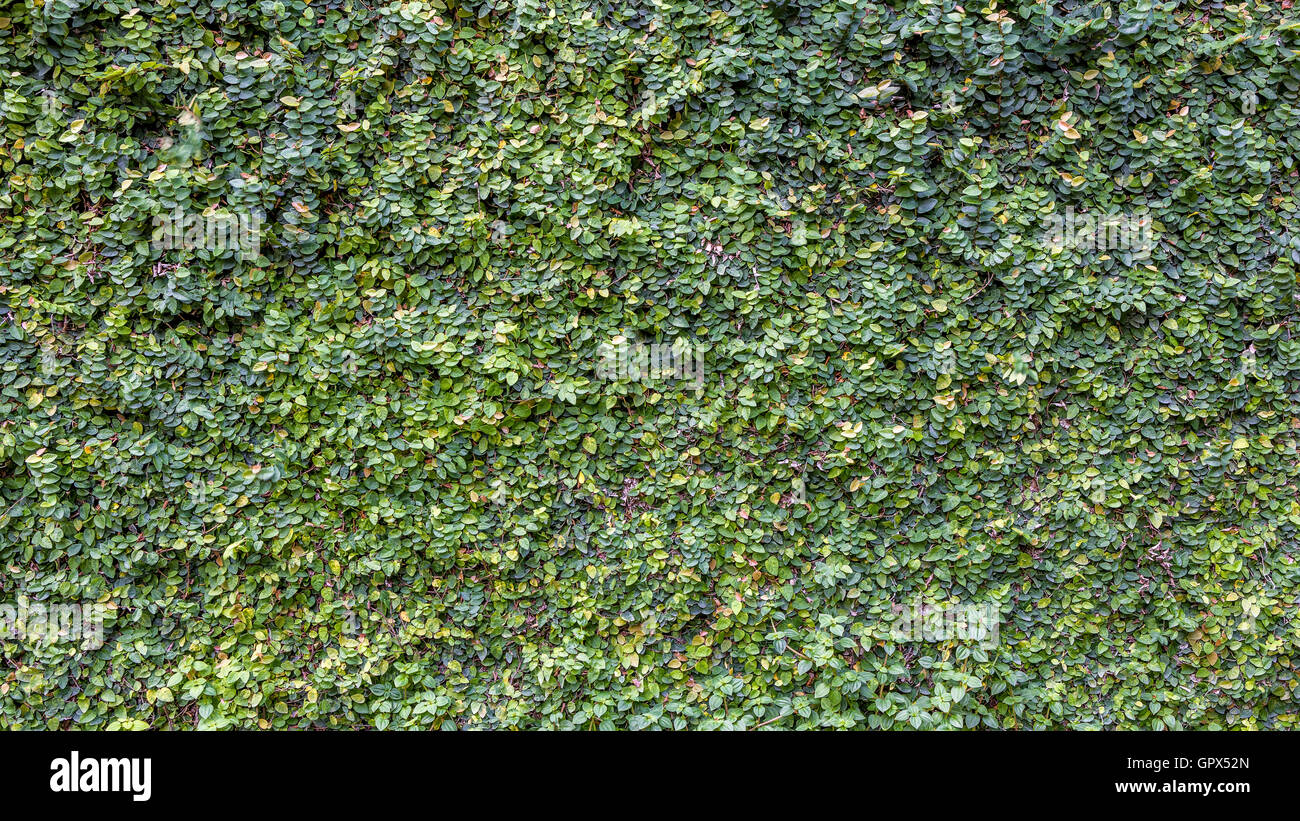 Background of climbing fig or creeping fig on wall Stock Photo - Alamy