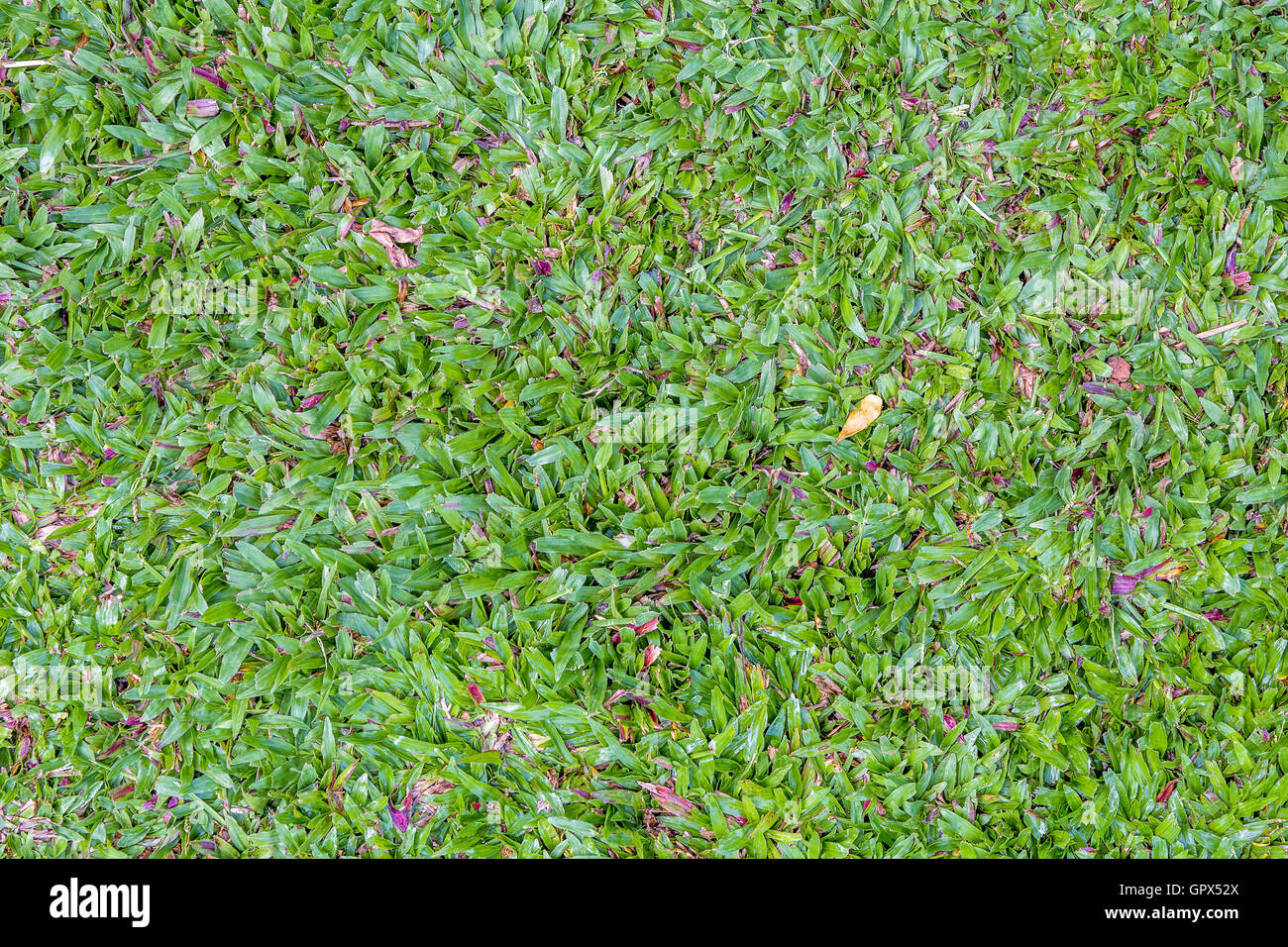 Green grass texture of background in HDR Stock Photo - Alamy
