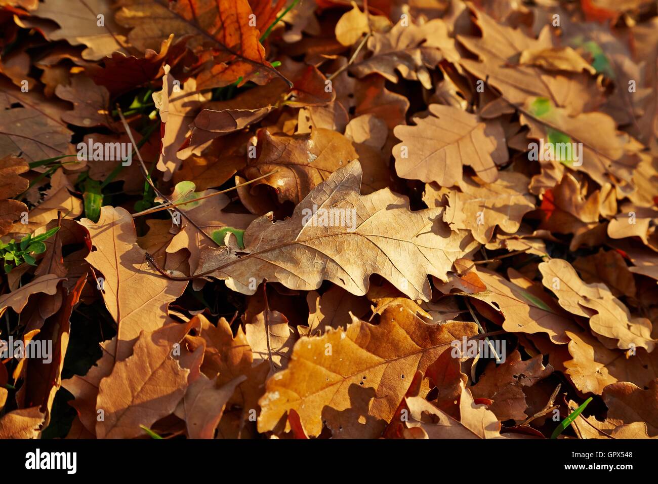 Fallen autumn leaves Stock Photo - Alamy
