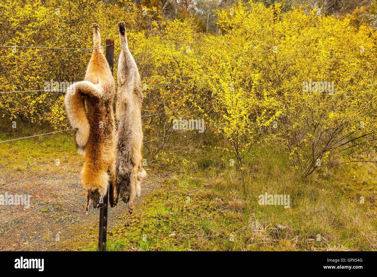 dead foxes hanging from a fence, along the country roadside Stock Photo ...