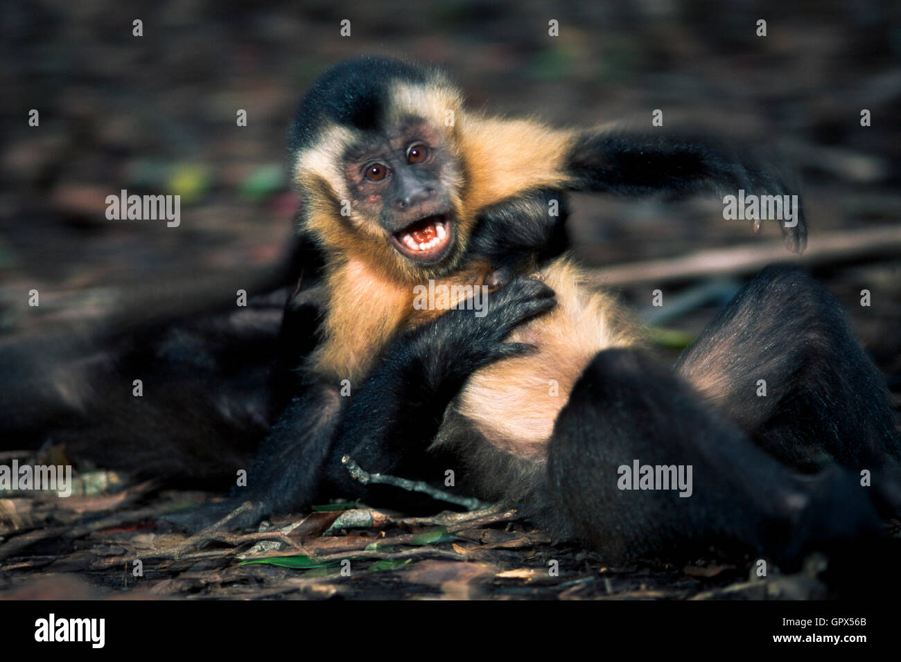 Tufted Capuchin Stock Photos & Tufted Capuchin Stock Images - Alamy