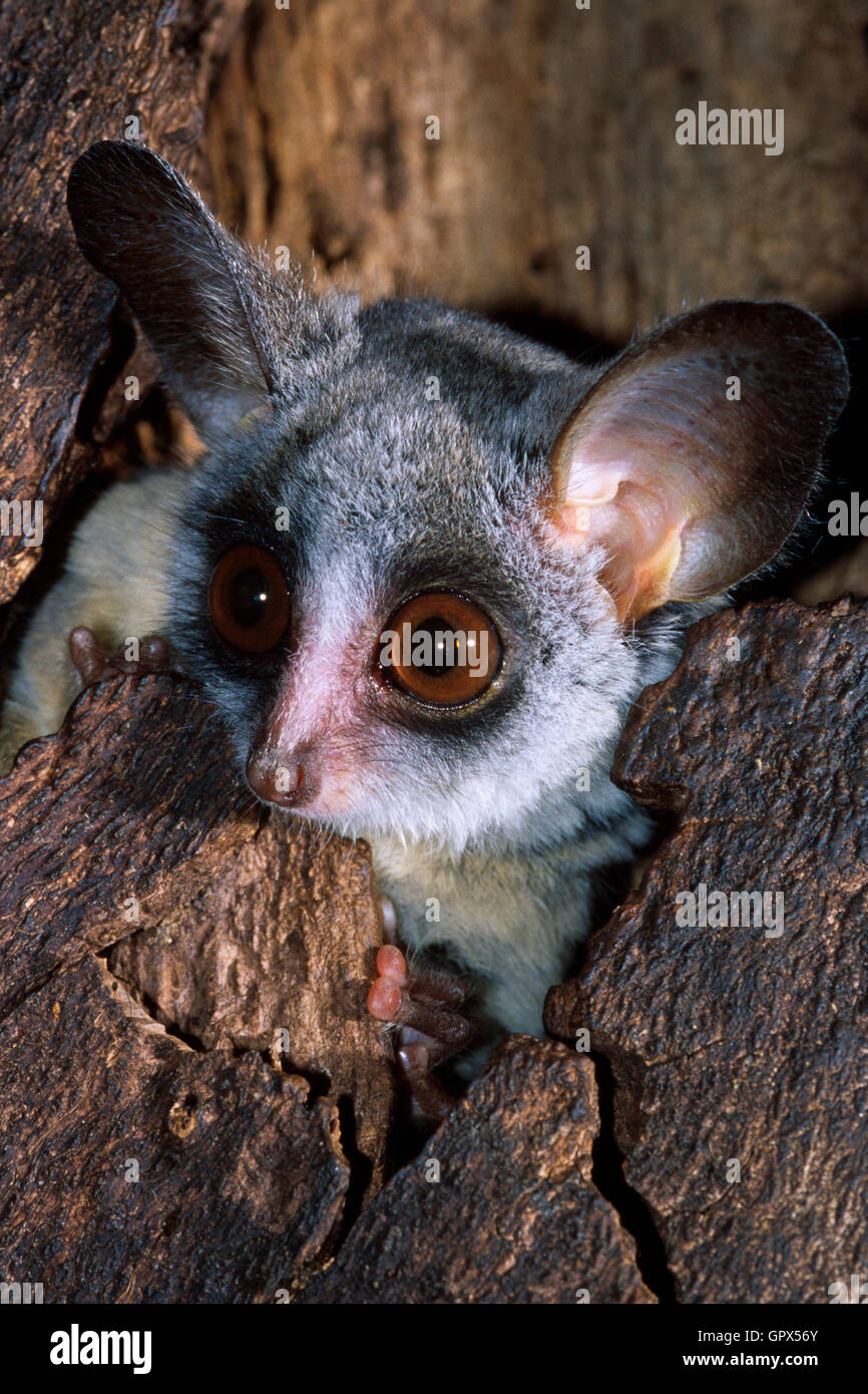 Lesser Bushbaby High Resolution Stock Photography and Images - Alamy