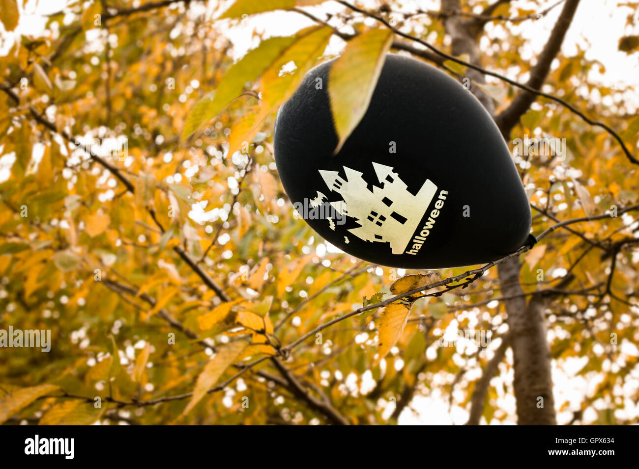 Balloon stuck tree hi-res stock photography and images - Alamy