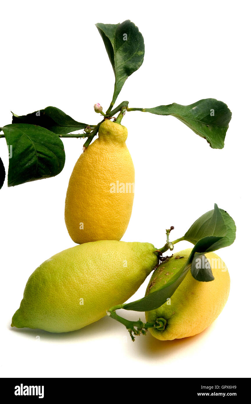 Lemon with leaf photographed in studio on white background Stock Photo ...