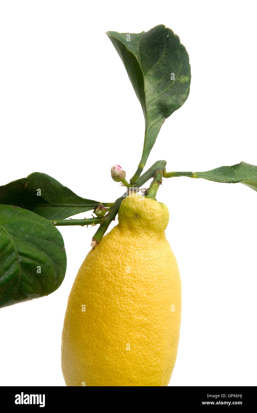 Lemon with leaf photographed in studio on white background Stock Photo ...
