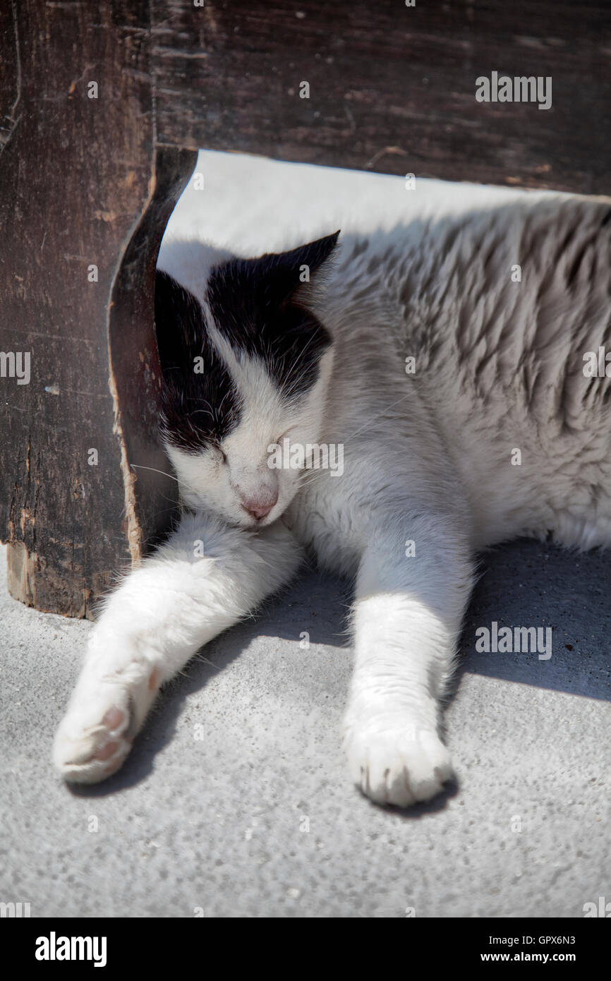 Cat under bench hi-res stock photography and images - Alamy