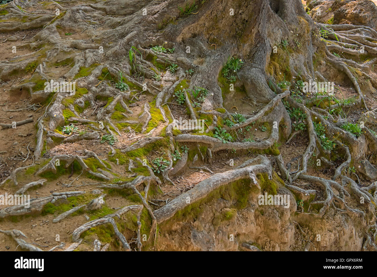 Tree Roots at Krka Waterfalls, Croatia Stock Photo - Alamy