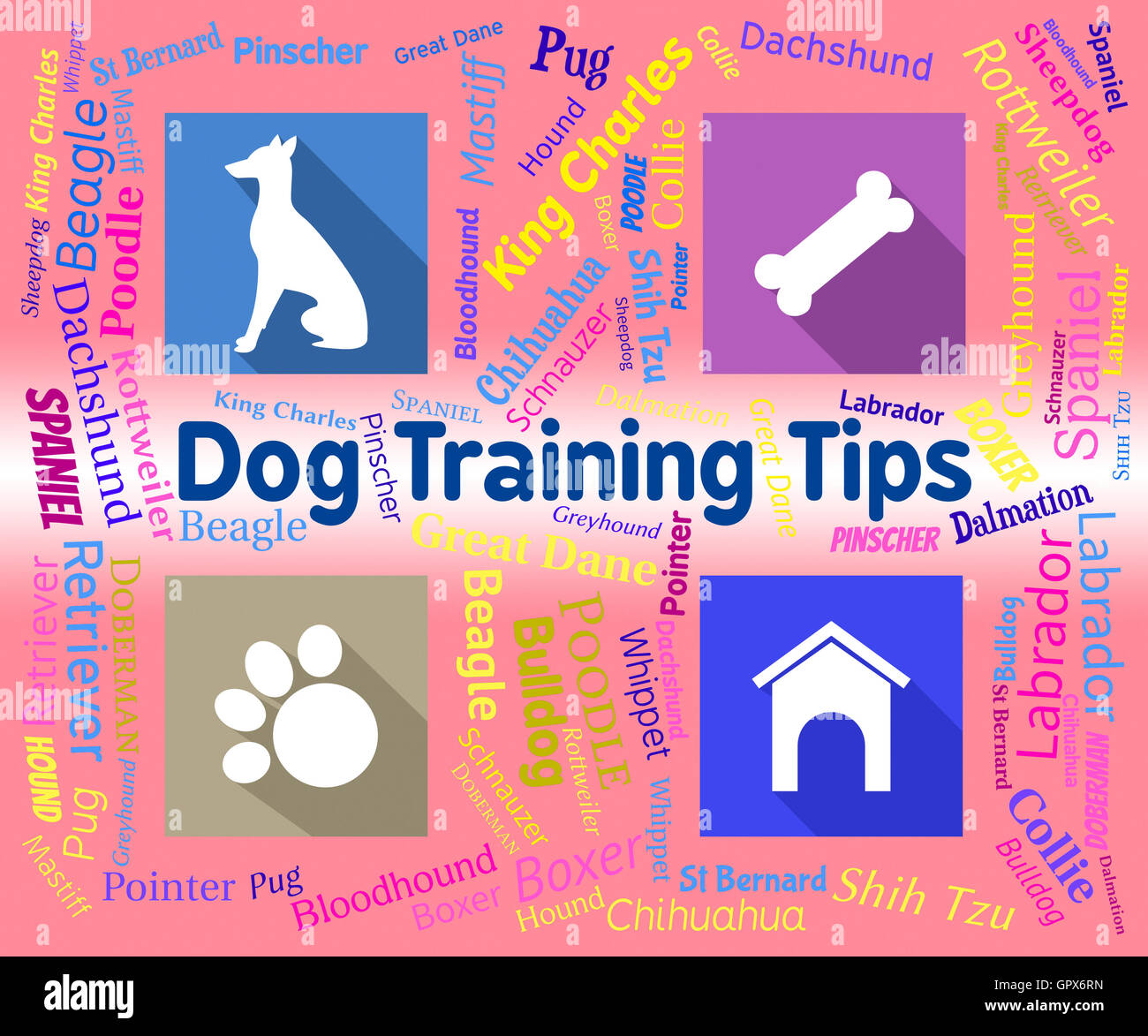 Dog trainer dog trainers hi-res stock photography and images - Alamy
