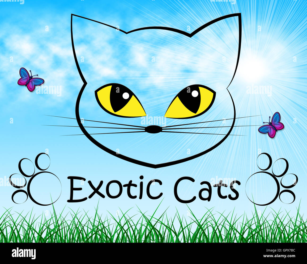 Exotic Cats Meaning Kitty Special And Pet Stock Photo - Alamy