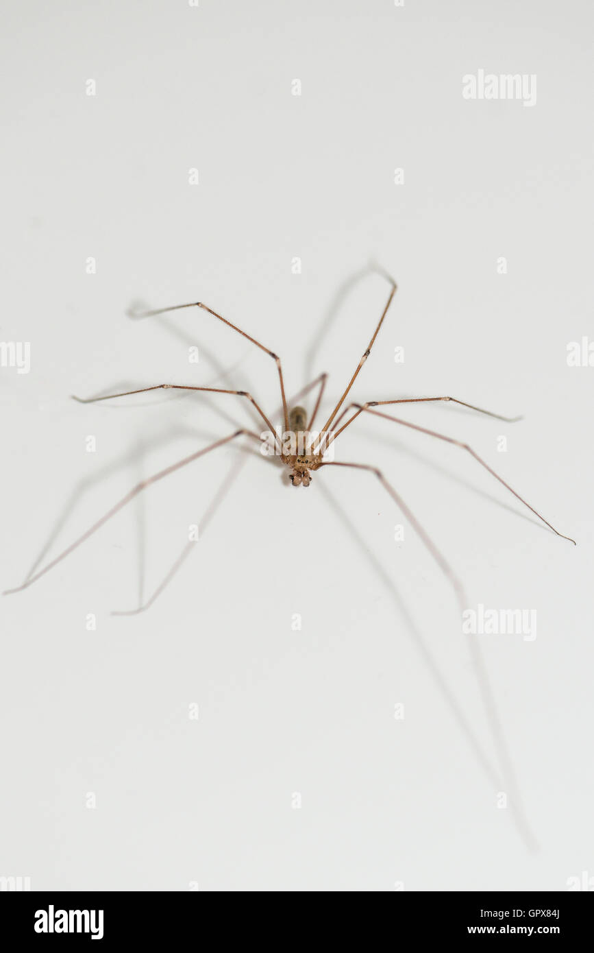 Long-legged cellar spider (Pholcus phalangioides Stock Photo - Alamy