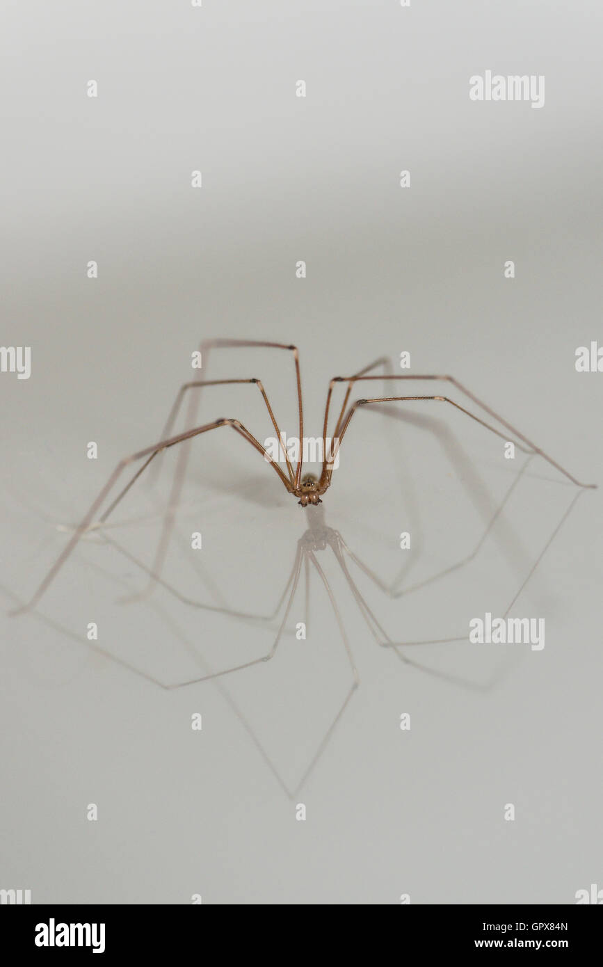 Long-legged cellar spider (Pholcus phalangioides Stock Photo - Alamy