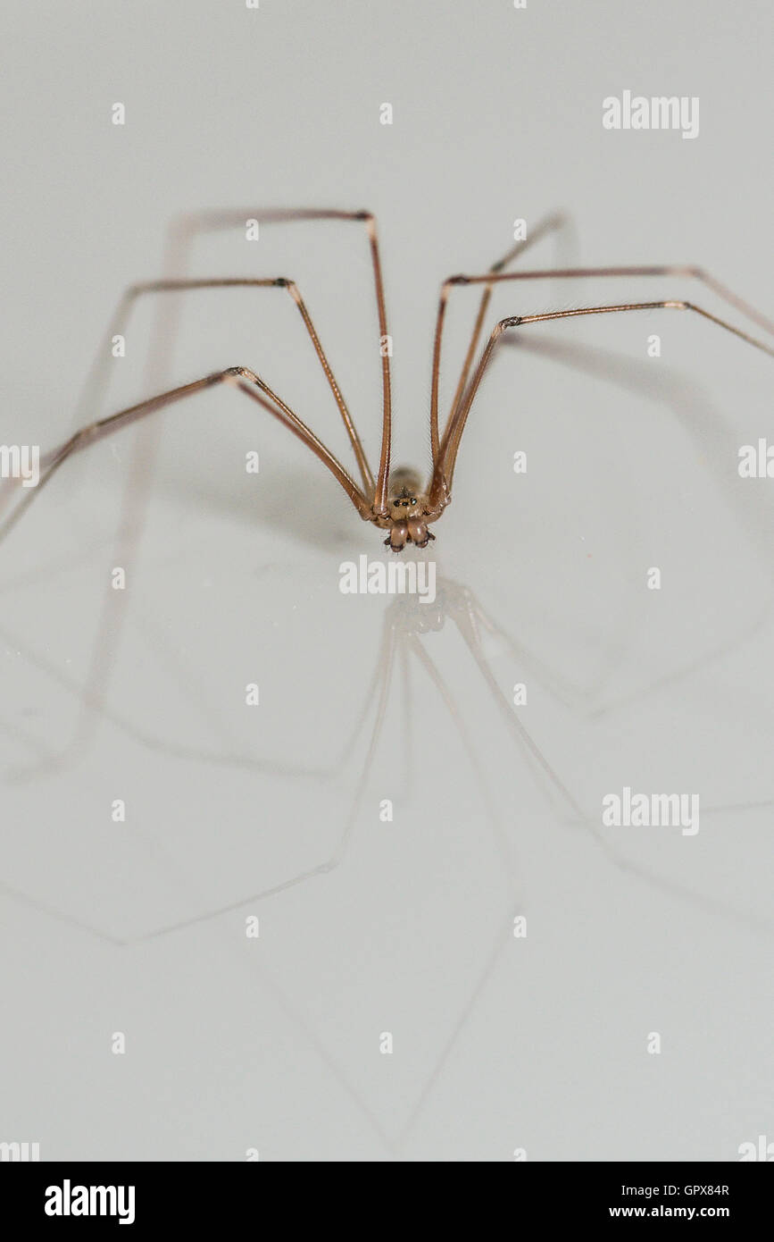 Carpenter Spider High Resolution Stock Photography and Images - Alamy