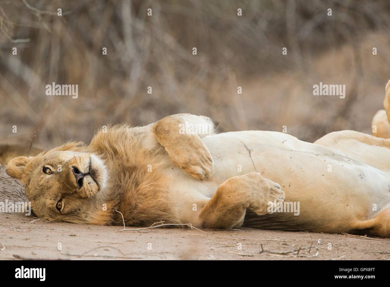 Lion lying on back hi-res stock photography and images - Alamy