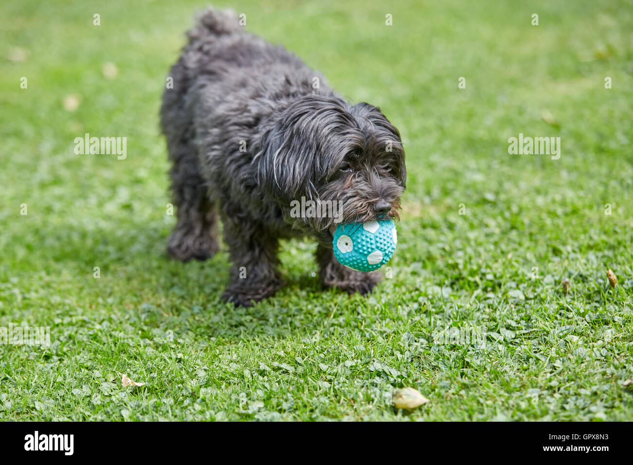 Havanese puppy on white hi-res stock photography and images - Alamy