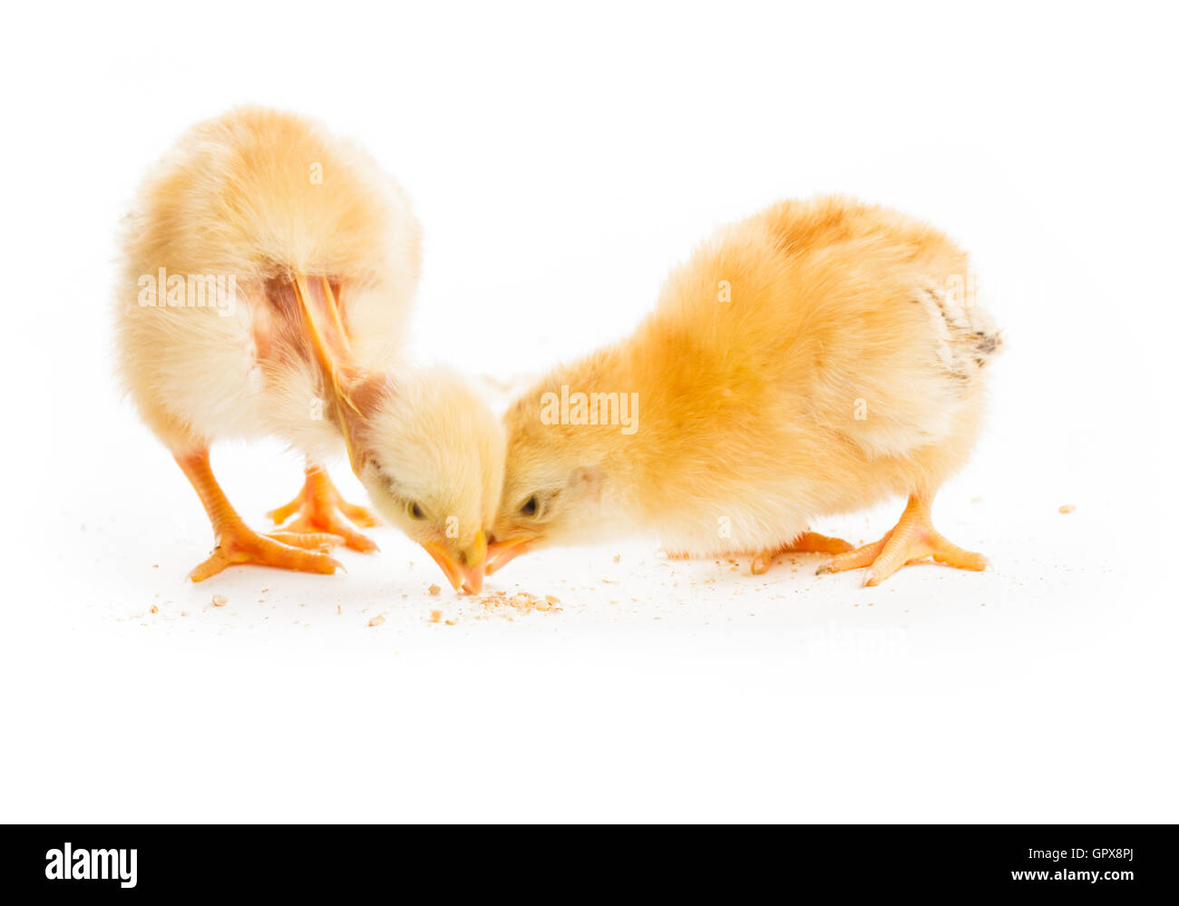 The beginning of survival Cut Out Stock Images & Pictures - Alamy