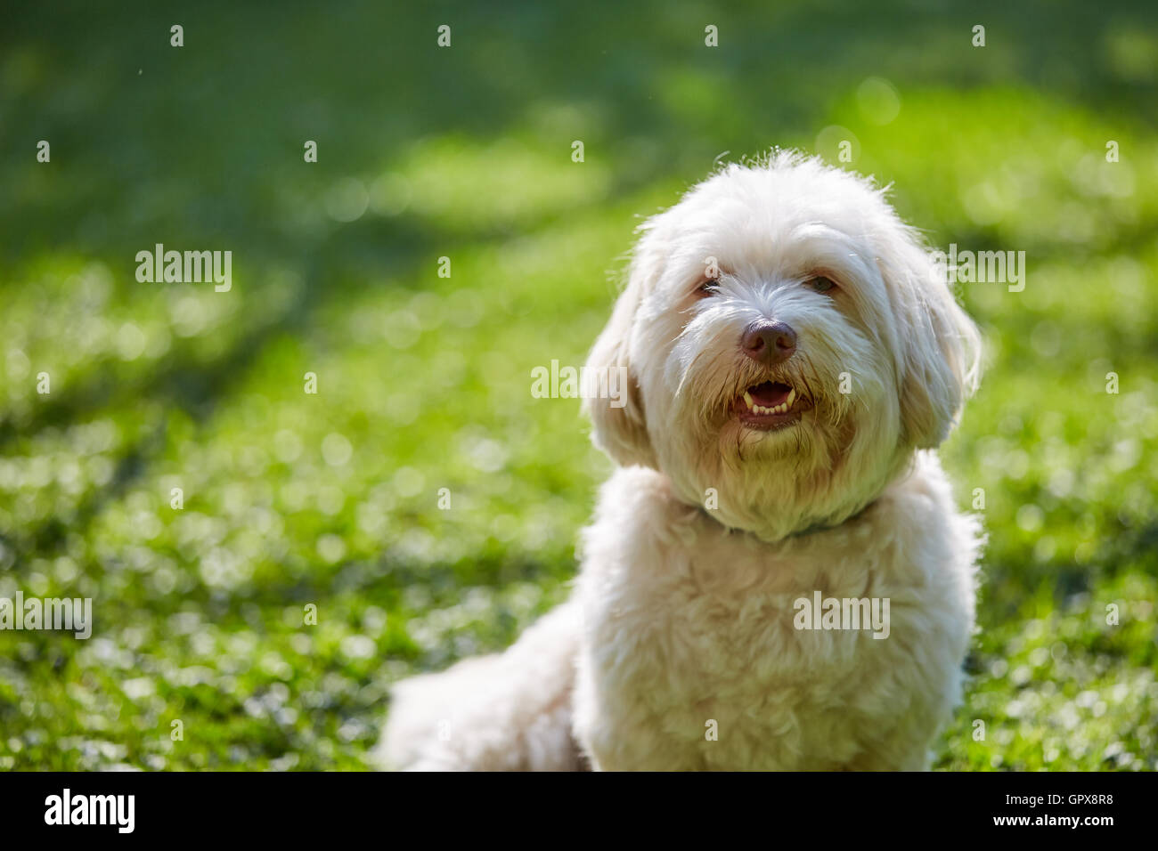 White havanese dog hi-res stock photography and images - Alamy
