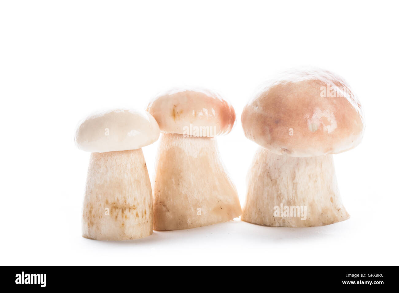 Ceps porcini Cut Out Stock Images & Pictures - Alamy