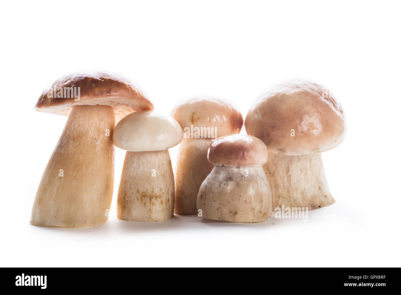 The ceps isolated Stock Photo - Alamy