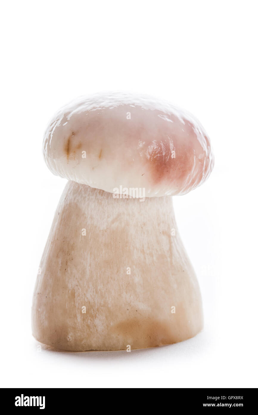 One Cep isolated Stock Photo - Alamy