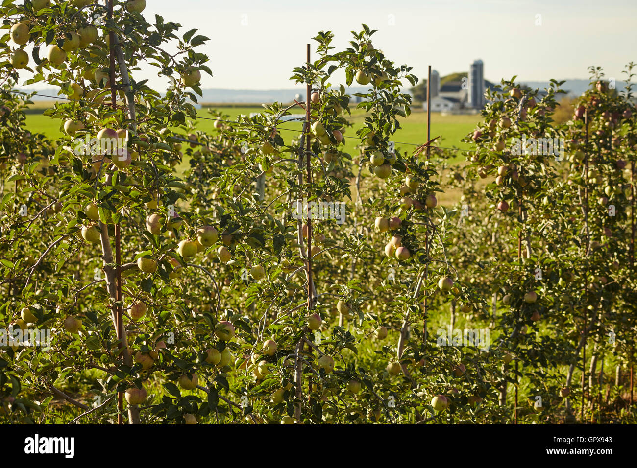 apple orchard in late summer, Amish Country, Lancaster County ...