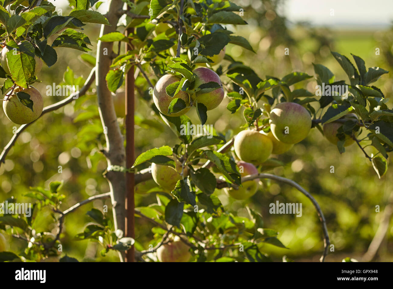 apple orchard in late summer, Amish Country, Lancaster County ...