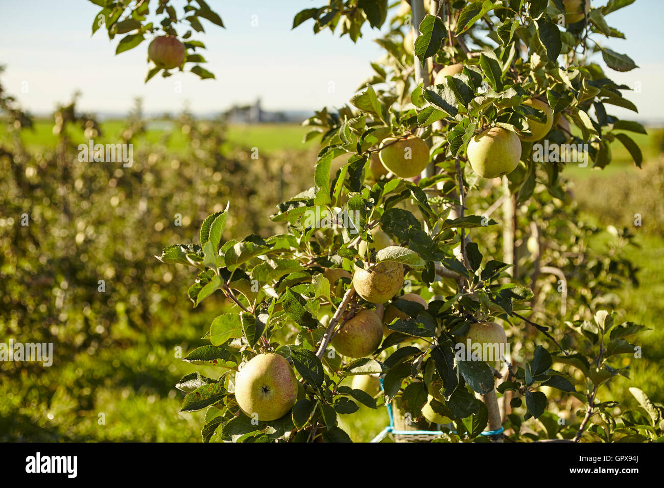 apple orchard in late summer, Amish Country, Lancaster County ...