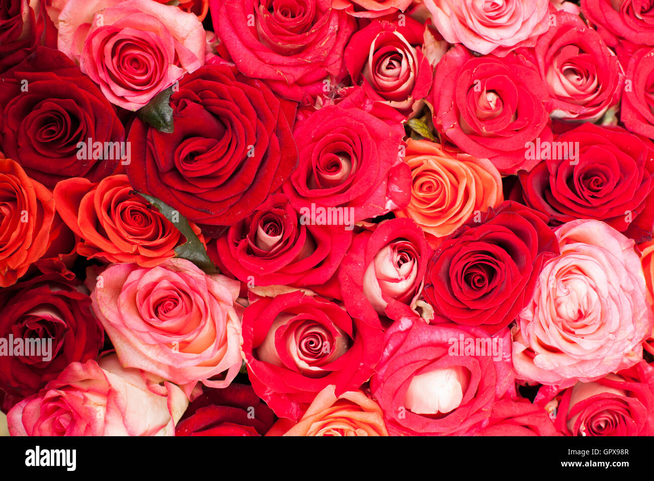 Red roses background Stock Photo - Alamy