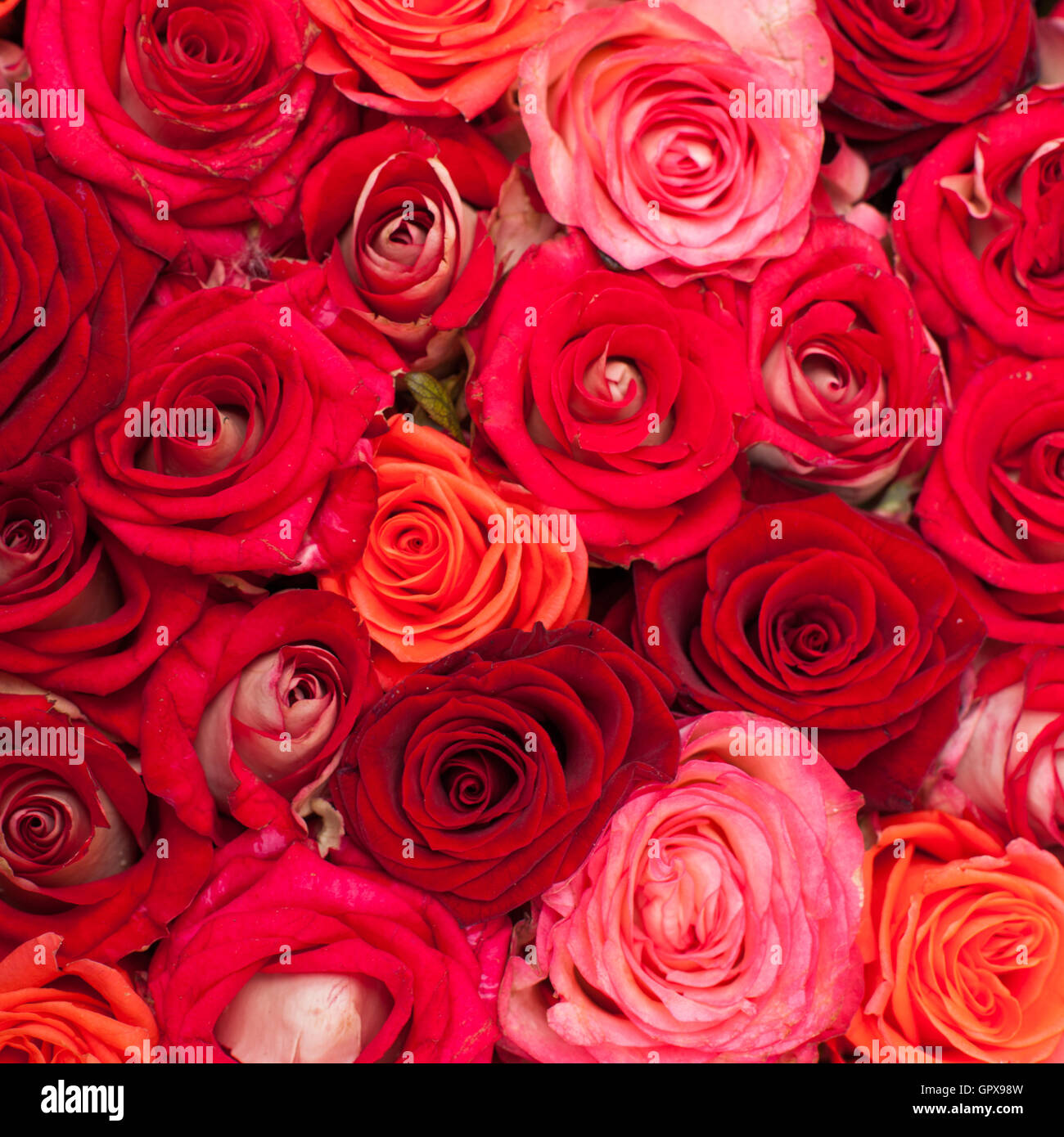 Red roses background Stock Photo - Alamy