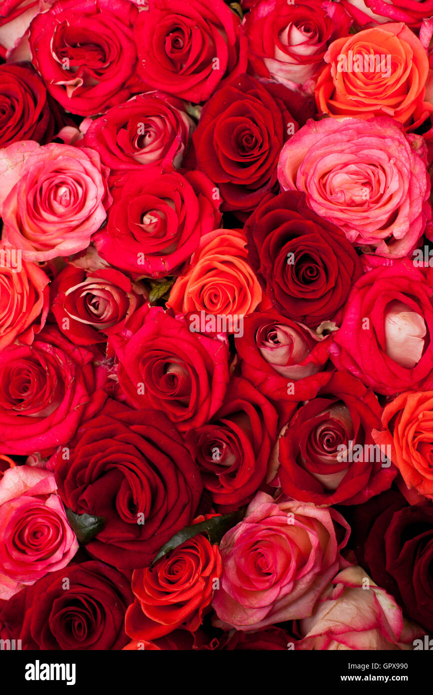 Red roses background Stock Photo - Alamy