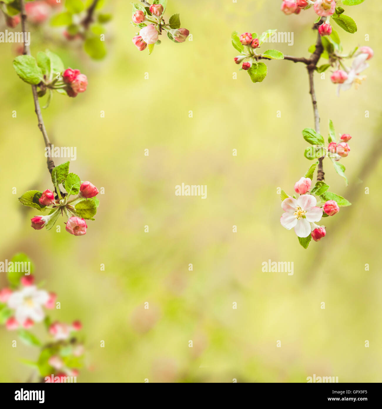 Branches of apple tree Stock Photo - Alamy