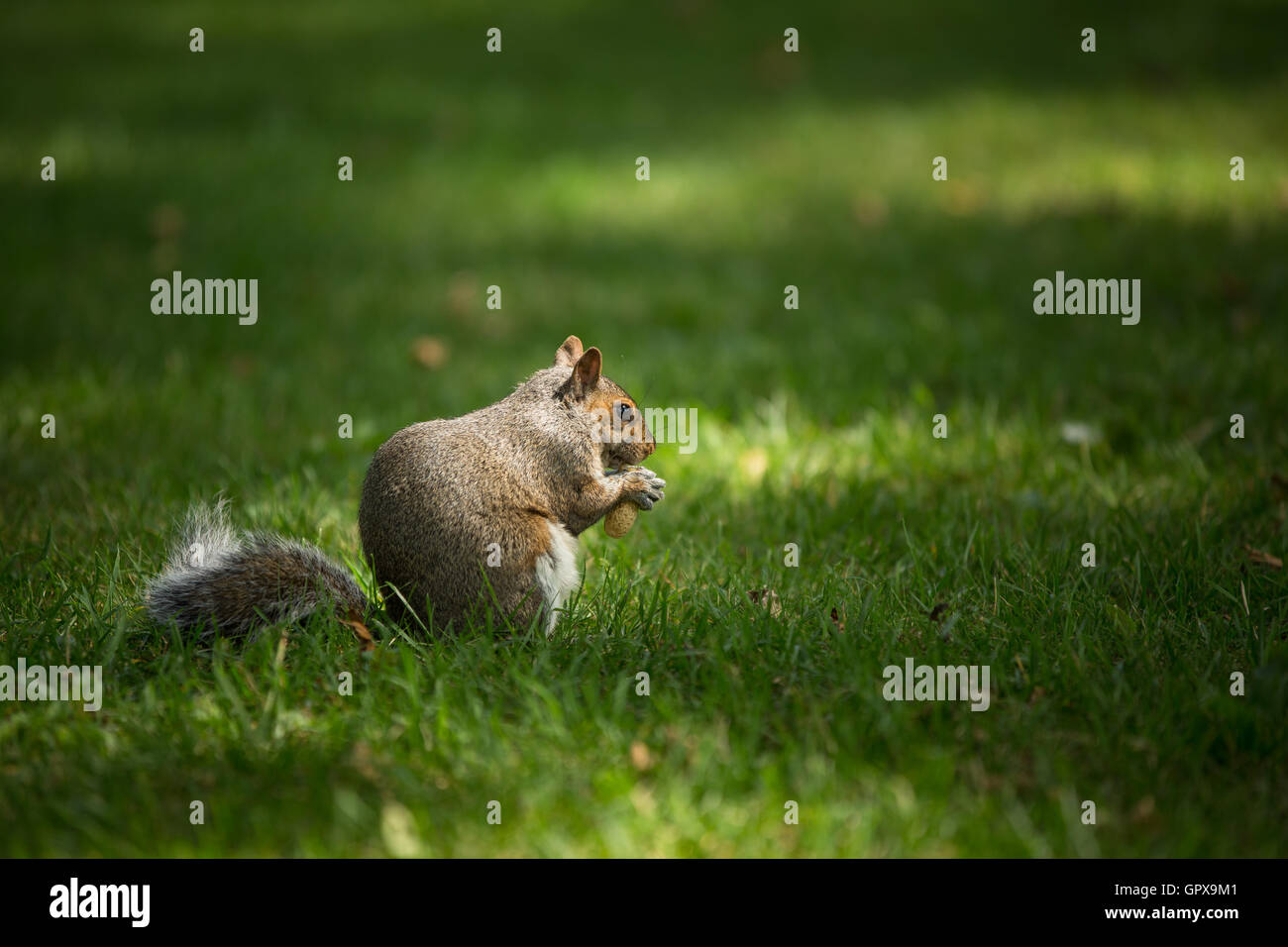 Eastern Grey Squirrel (Sciurus carolinensis Stock Photo - Alamy