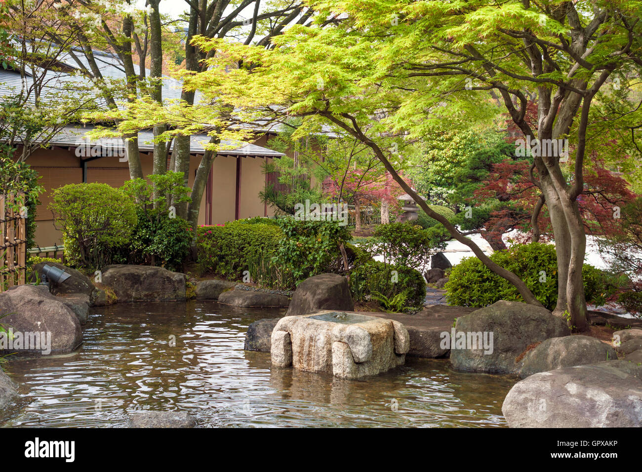 Japanese Maple Tree Pond Squirly | Japanese Maple Tree | Portland,