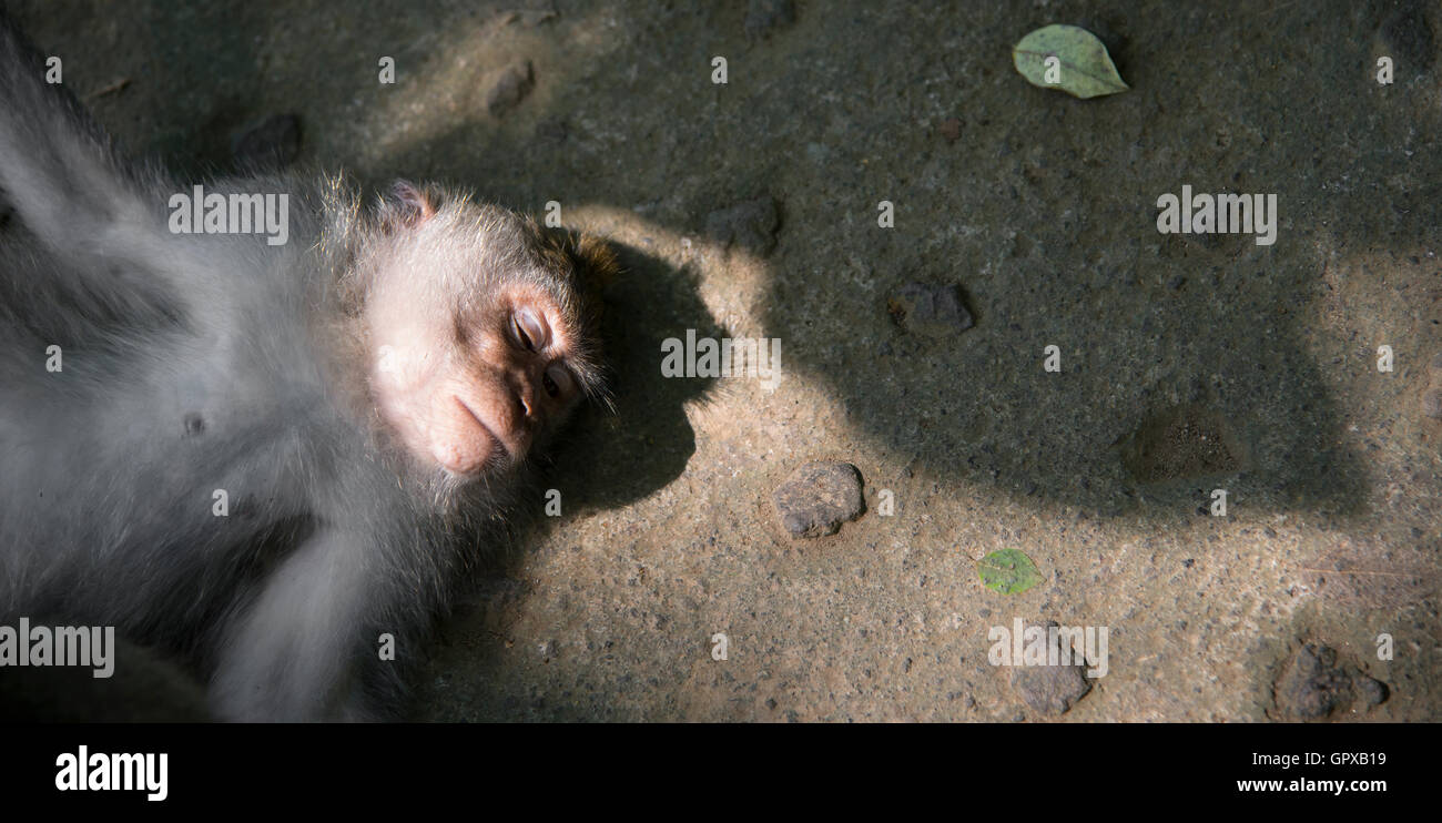 Macaque monkey asleep Stock Photo - Alamy