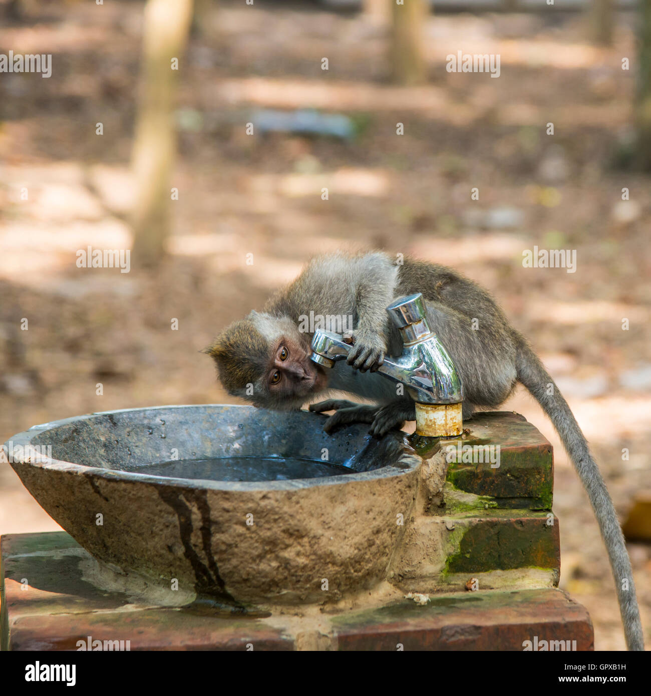 Monkey drinking hi-res stock photography and images - Alamy
