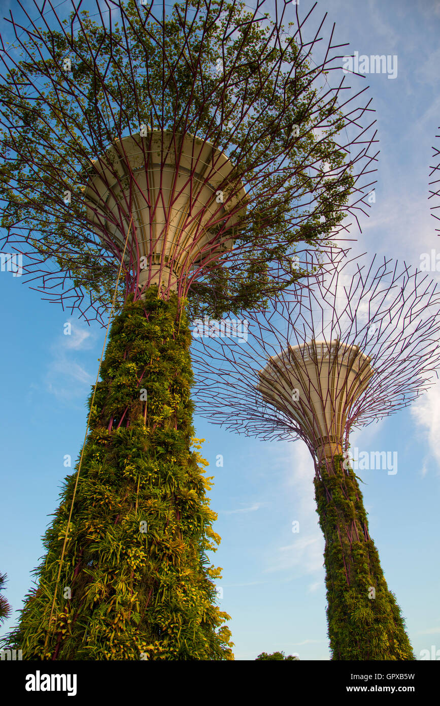 Two Supertrees at Gardens by the Bay Stock Photo - Alamy