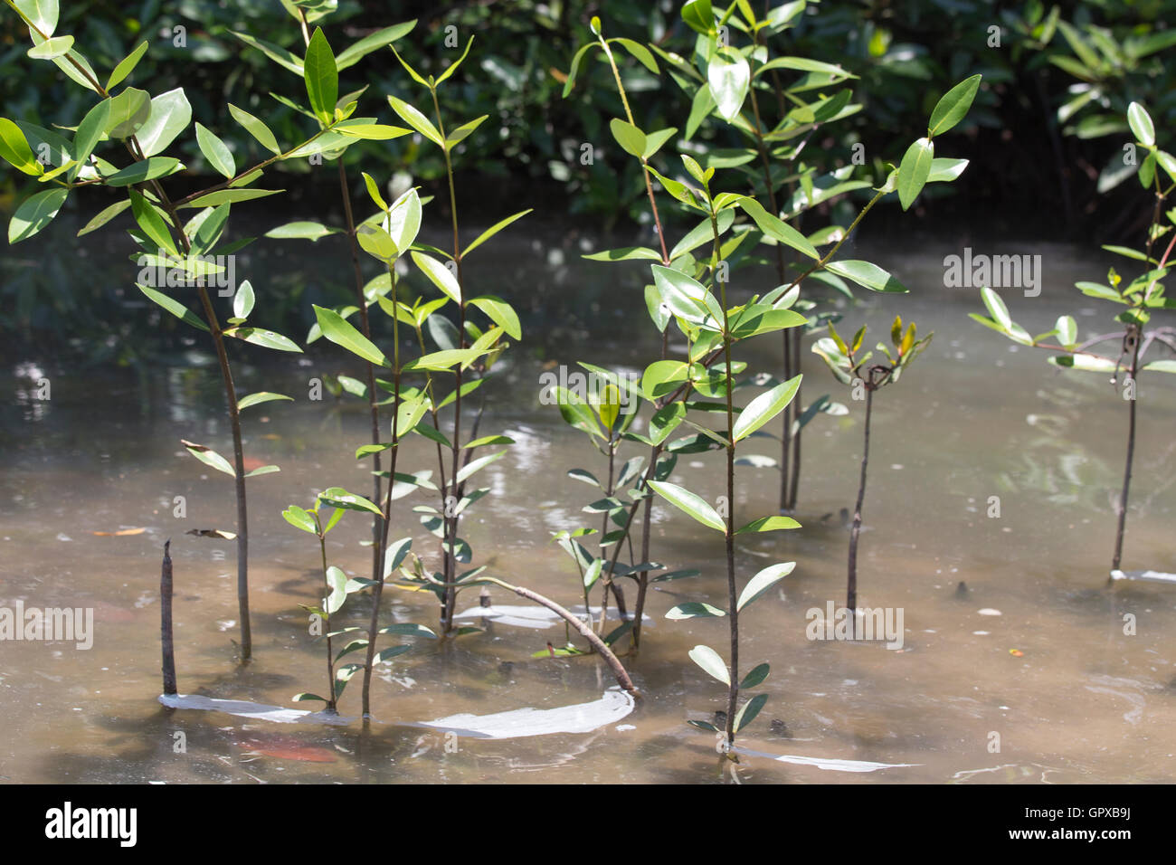 Small mangrove tree in water, Vietnam Stock Photo - Alamy
