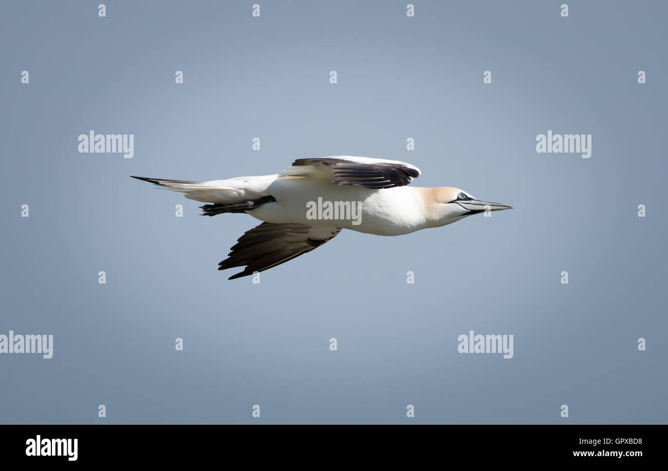 Gannets are seabirds comprising the genus Morus Stock Photo - Alamy