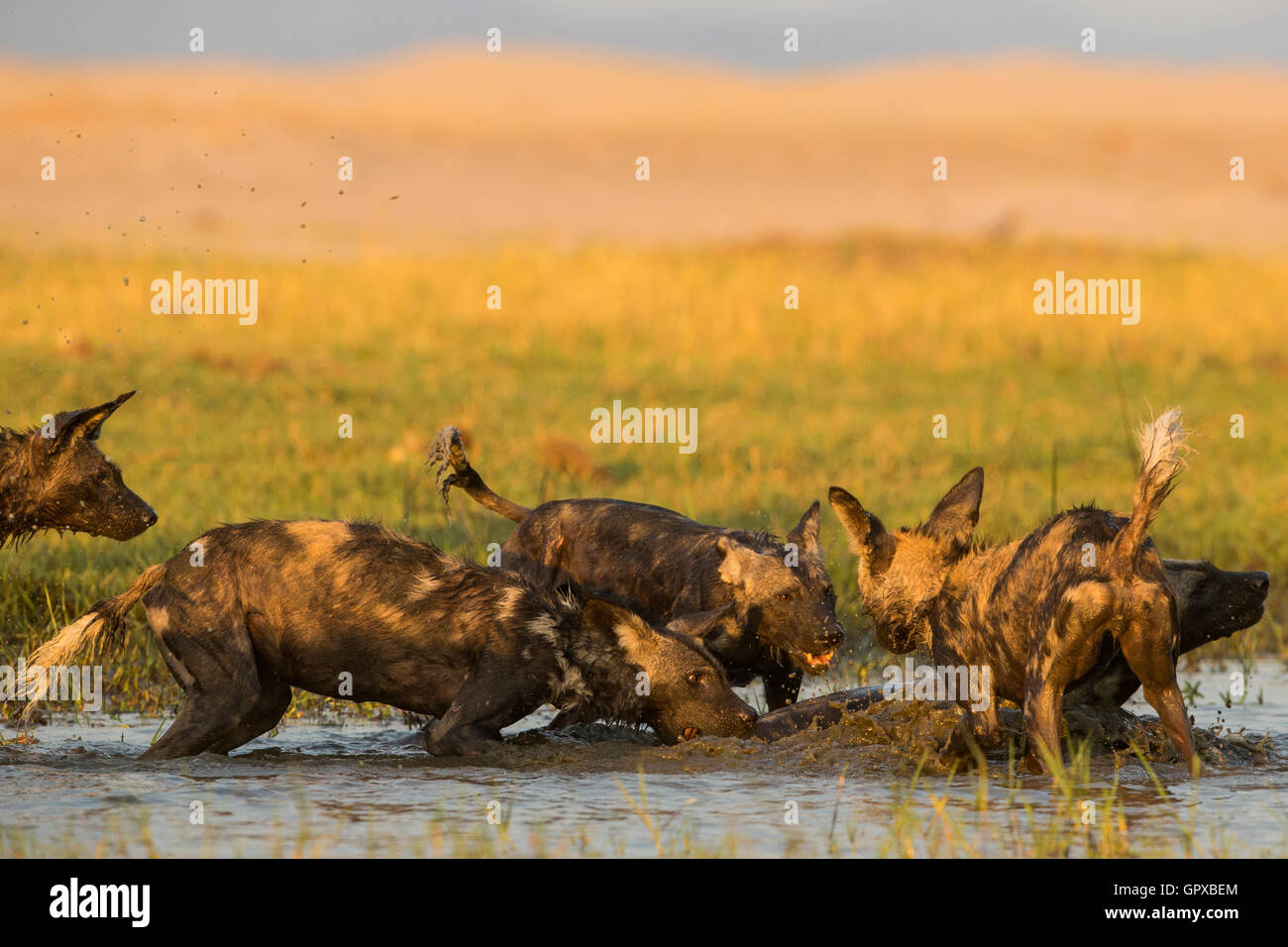 Jumping in water hi-res stock photography and images - Alamy