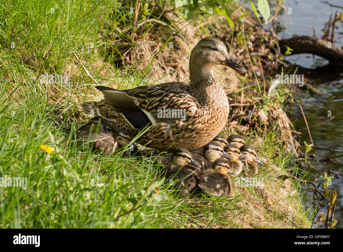 Mother duck and ducklets Stock Photo - Alamy