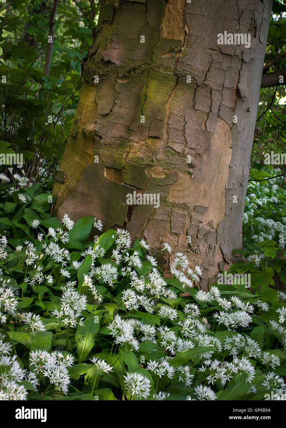 Allium ursinum, known as ramsons, buckrams or wild garlic Stock Photo ...