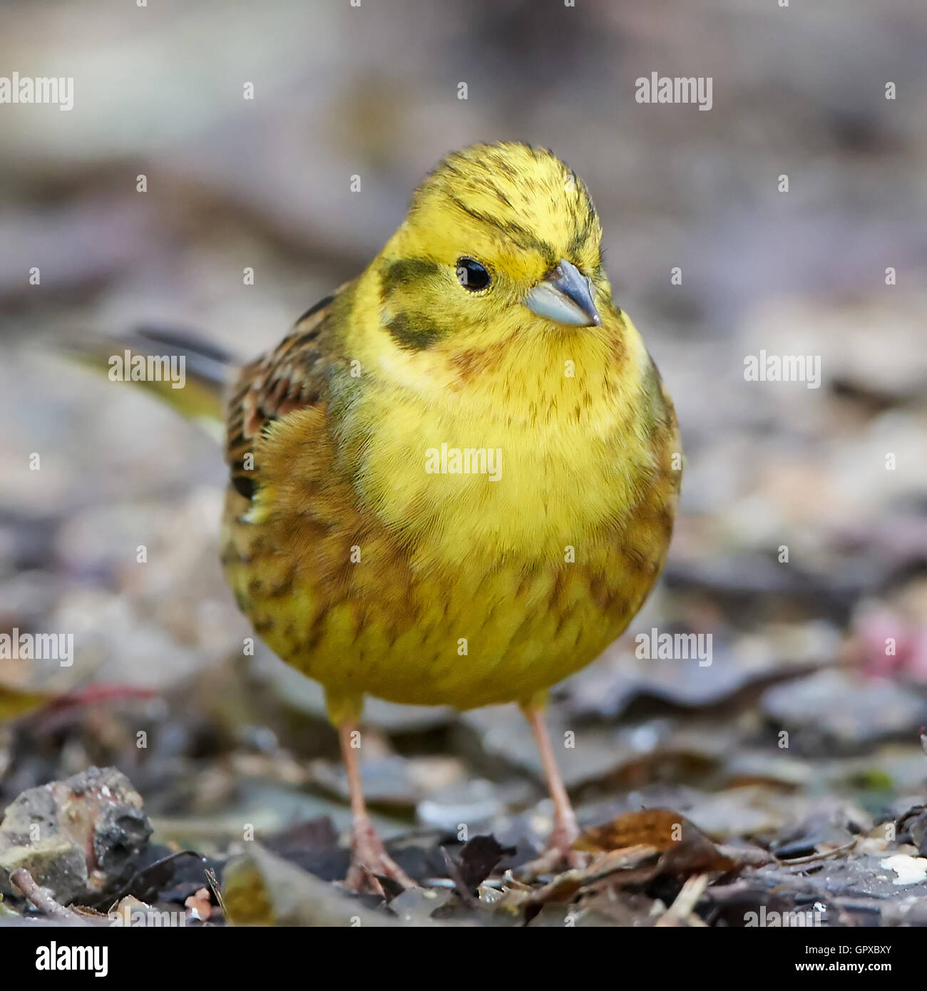Yellowhammer bird hi-res stock photography and images - Alamy