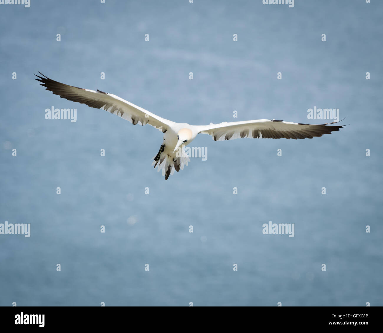 Gannets are seabirds comprising the genus Morus Stock Photo - Alamy