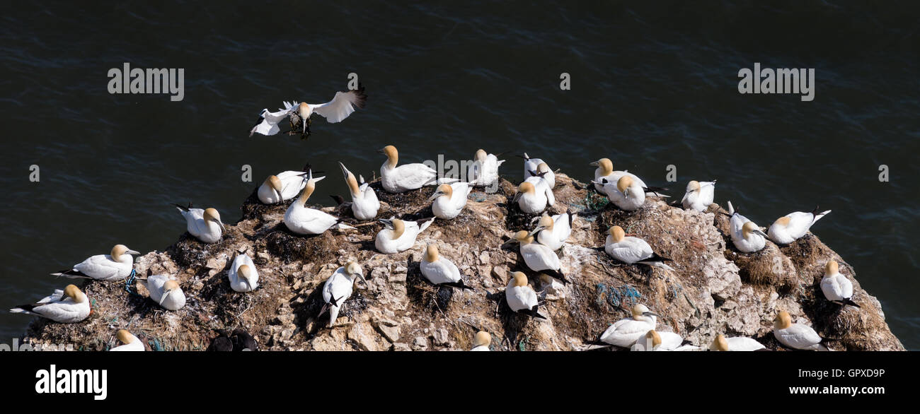 Gannets are seabirds comprising the genus Morus Stock Photo - Alamy
