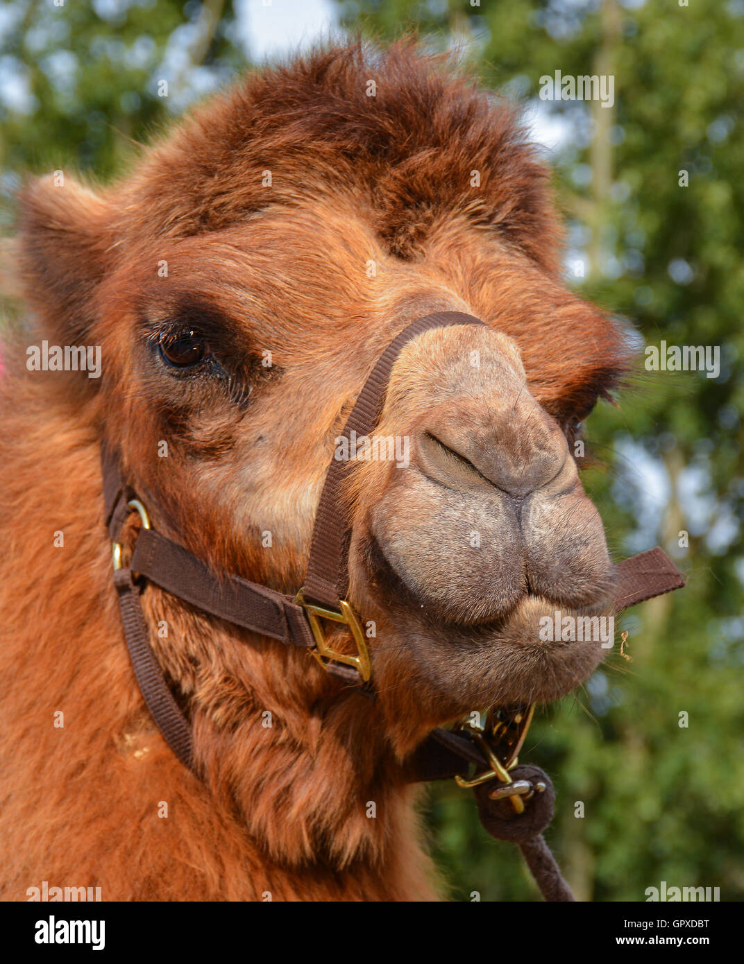 Irony animals hi-res stock photography and images - Alamy