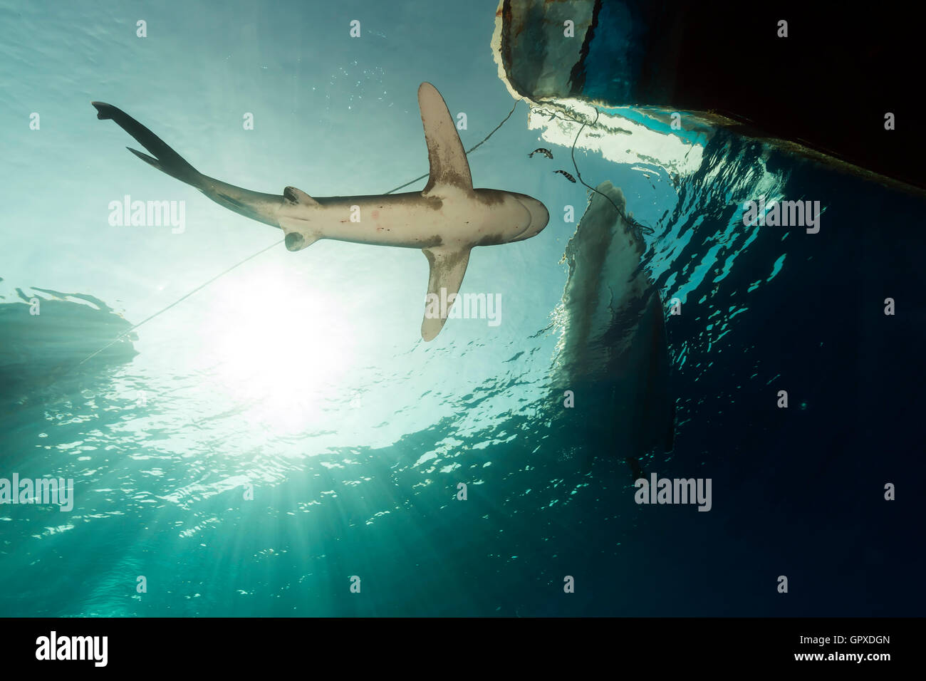 Oceanic whitetip shark (carcharhinus longimanus) at Elphinestone Red Sea Stock Photo - Alamy