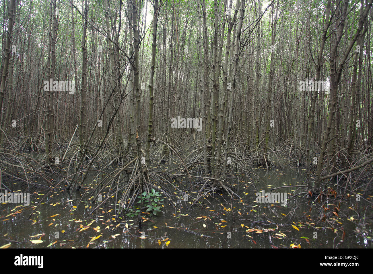 Mangrove trunk hi-res stock photography and images - Alamy