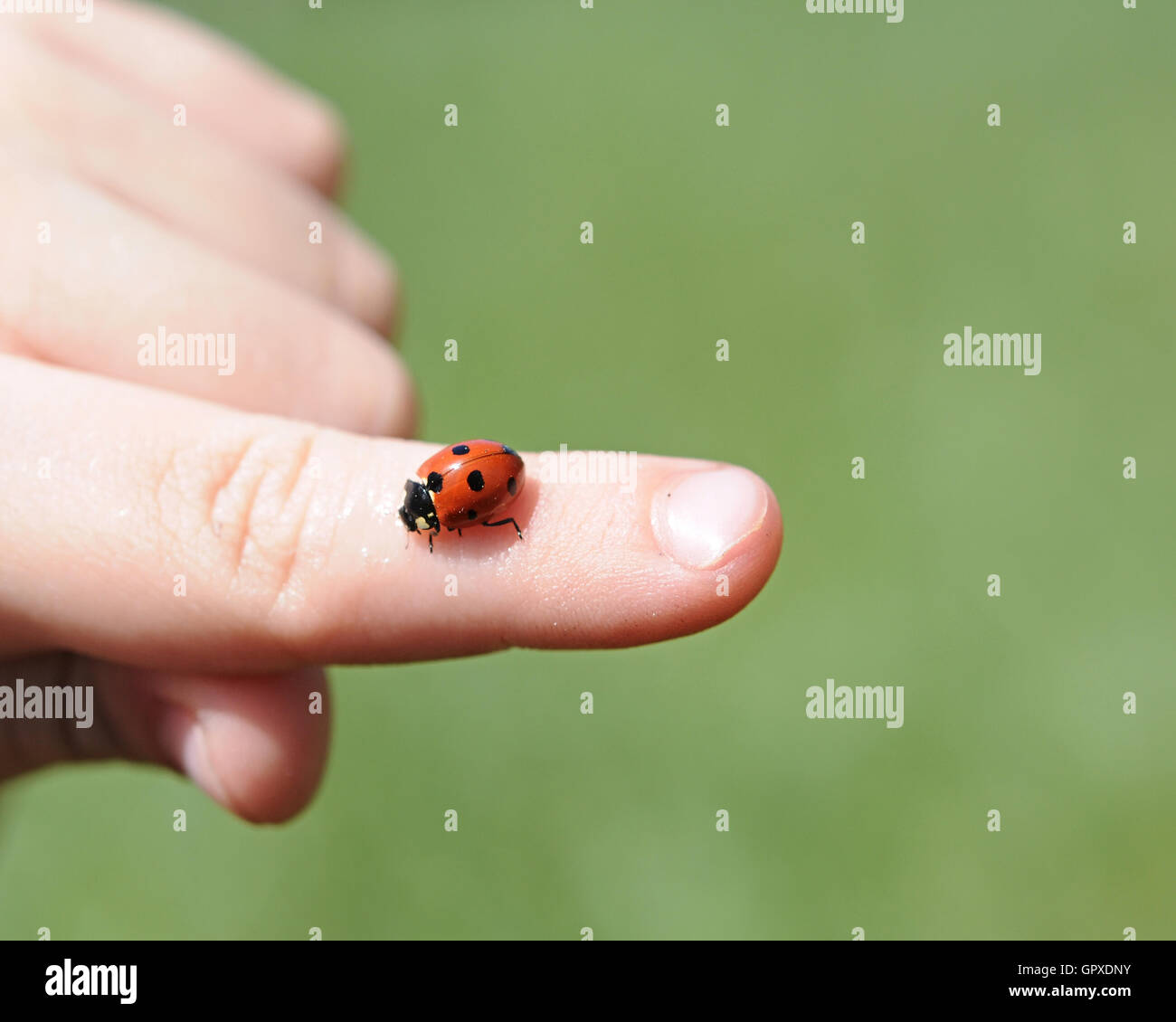 A close-up view of a child's hands hold a bright red ladybug Stock ...